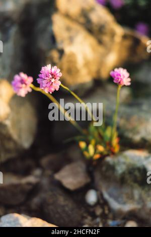 Armeria maritima "Armada Rose" Strandtrift at Torekov's rocky shoreline ...