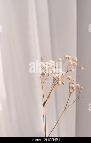 Dry aesthetic decorative flower element Stock Photo - Alamy
