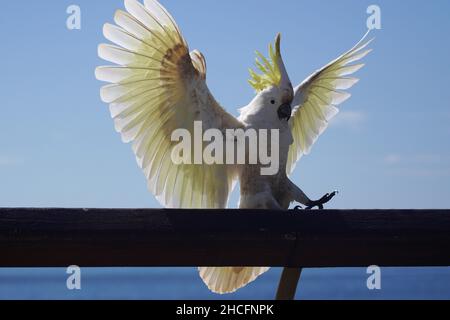 The Sulphur Crested Cockatoo is perfect Stock Photo - Alamy