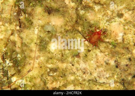 Trombidiform snout mite (Arcani: Bdellidae Stock Photo - Alamy