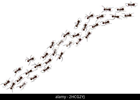 Worker ants trail curve. Ant path isolated in white background. Vector illustration Stock Vector ...
