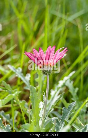 A selective focus of a chamomile flower blooming beside a railroad ...