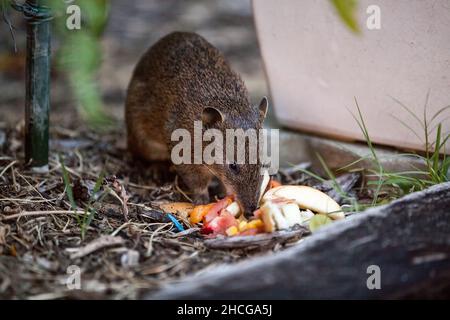Southern Brown Bandicoot Isoodon obesulus Stock Photo - Alamy