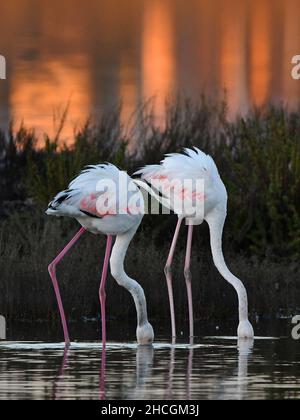 pink flamingos in the marsh at sunset Stock Photo - Alamy