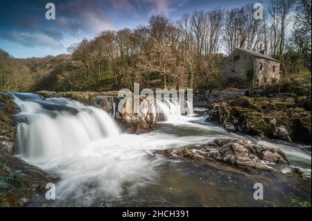Cenarth Falls, Pembrokeshire. An autumn day, the waterfall is full ...