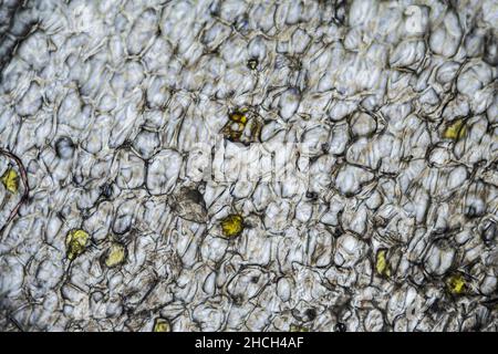 Ginger under the microscope Stock Photo - Alamy