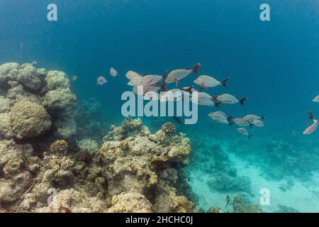 Shoal of Humpback Snapper, Lutjanus gibbus, Ari Atoll, Indian Ocean ...