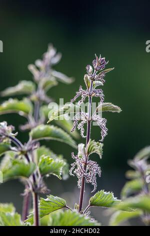 Stinging nettle Urtica dioica leaves are placed inside and next to a ...