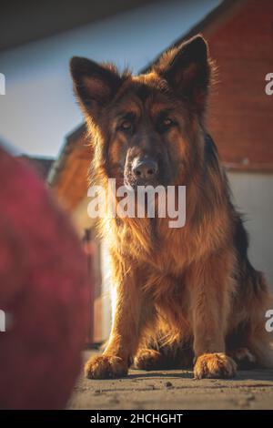 A german shepherd dog ready to catch a tennis ball on a beach. She is ...