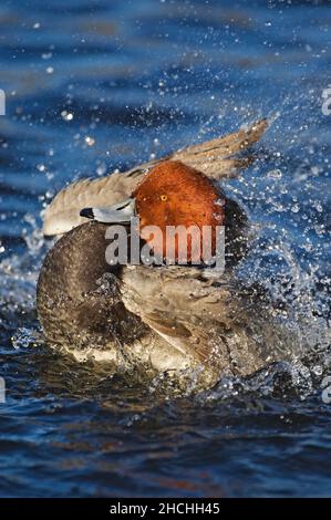 Drake redhead duck bathing Stock Photo - Alamy