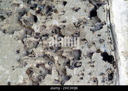 The white cardboard was destroyed by termites Stock Photo - Alamy