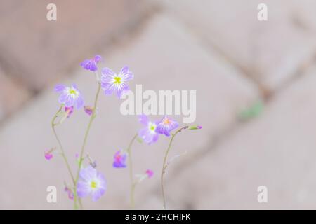 Closeup shot of beautiful purple wildflowers Stock Photo - Alamy