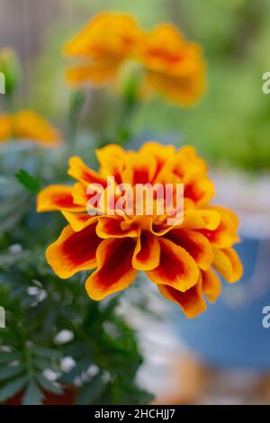Vertical shot of a Mexican marigold flower Stock Photo - Alamy