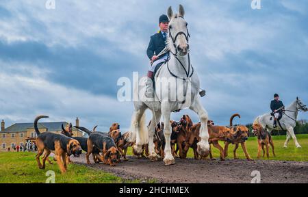 bloodhound on the trail Stock Photo - Alamy