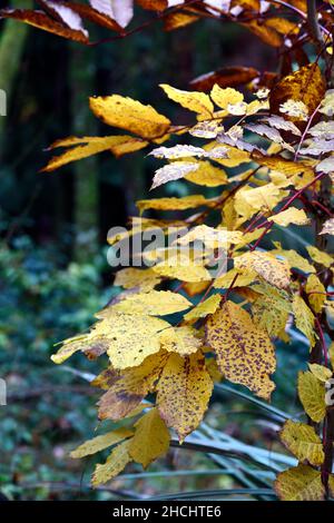Acer Sikkimense,Sikkim Maple,yellow leaf, leaves,golden colour,yellow ...