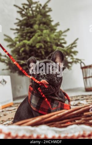 Selective focus shot of an adorable black kitten Stock Photo - Alamy