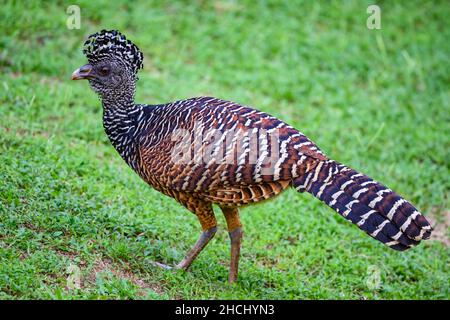 Female Great Curassow (Crax rubra) in northeastern Costa Rica Stock ...