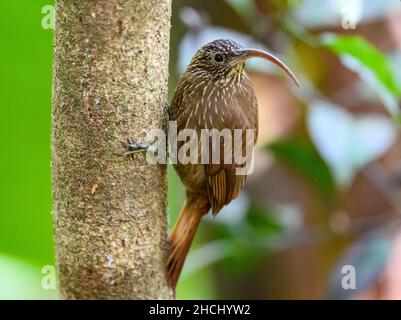 A Brown-billed Scythebill (Campylorhamphus pusillus) foraging on a tree ...