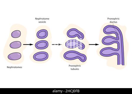 Embryological development of the renal (urinary) system, segmentation ...