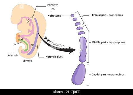Development of the mesonephros and mesonephric (Wolf) duct Stock Photo ...