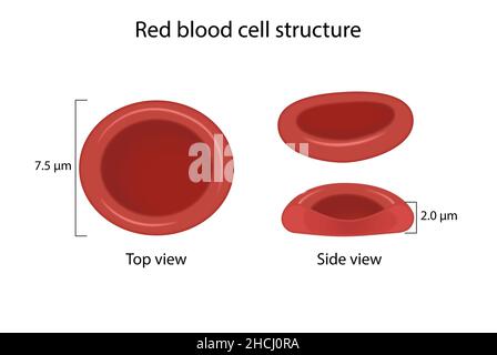 Structure of red blood cell, erythrocyte with visible hemoglobine and ...