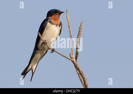 Red-chested Swallow (Hirundo lucida lucida) adult perched on power-line ...