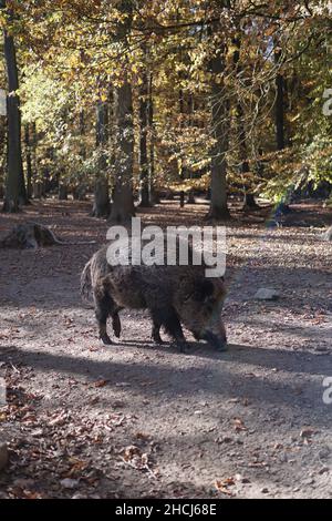Vertical shot of a wild boar on the ground Stock Photo - Alamy