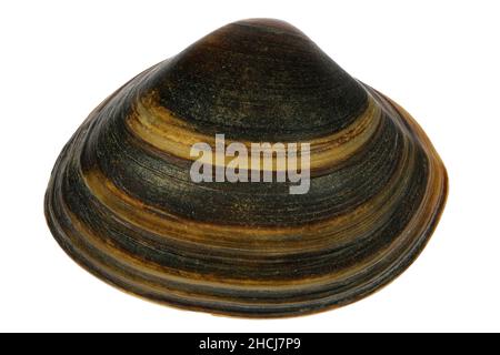 thick trough shell (Spisula solida) from the Dutch North Sea coast ...
