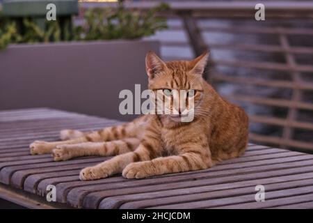 Selective focus shot of a cute ginger cat with lights in the background ...