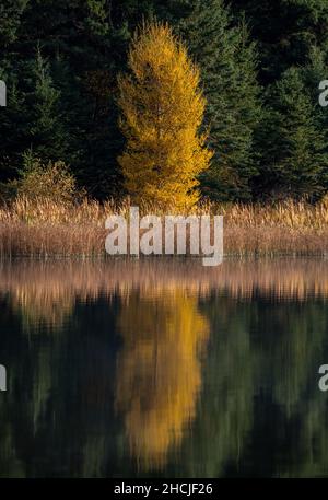 Prairie colors in fall yellow orange trees colorful Stock Photo - Alamy