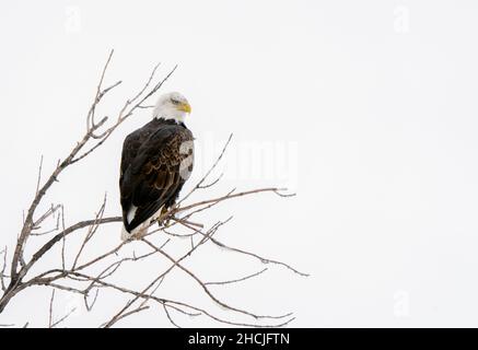 Winter Manitoba Bald Eagle Dauphin Canada Cold Stock Photo - Alamy