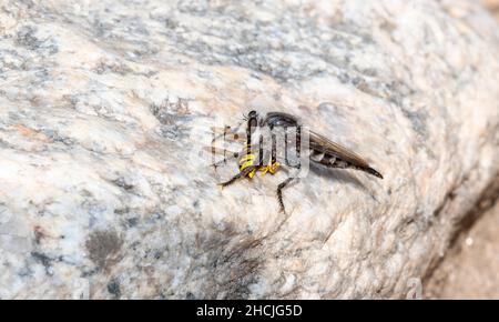 A Huge Black Robber Fly (Promachus albifacies) Holding a Prairie ...