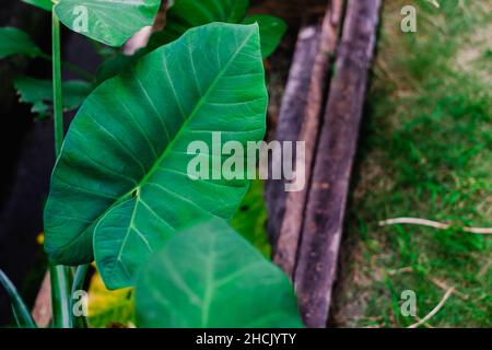 Colocasia esculenta leaves. Taro or kalo edible plants in the vegetable ...