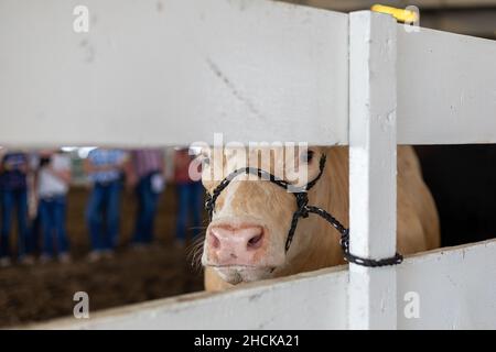 Cattle at the 2019 Des Moines County Fair in Iowa Stock Photo - Alamy