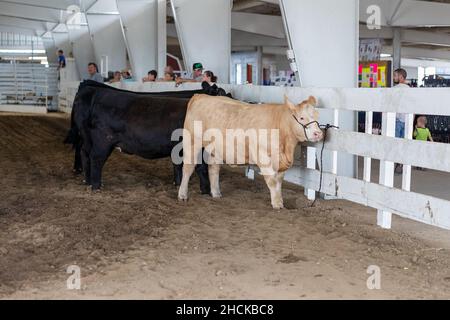 Cattle at the 2019 Des Moines County Fair in Iowa Stock Photo - Alamy