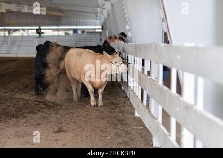 Cattle at the 2019 Des Moines County Fair in Iowa Stock Photo - Alamy