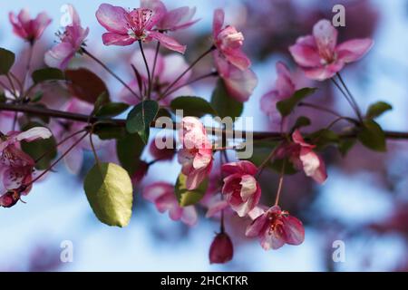 Malus halliana beautiful blossoming fruit tree an apple-tree in the ...