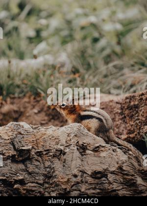 Chipmunk shot in the National Forest @ Kendrick Park in Coconino county ...