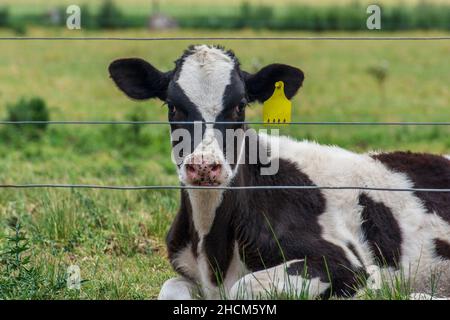 Beautiful shot of a Dairy cattle during the day Stock Photo - Alamy