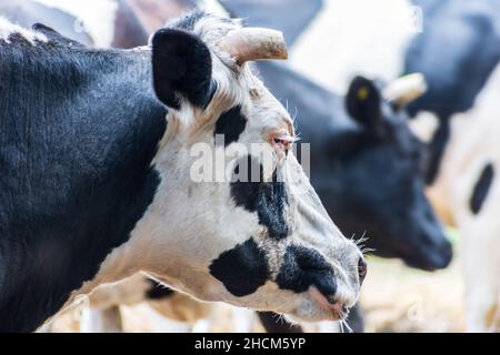 Beautiful shot of a Dairy cattle during the day Stock Photo - Alamy