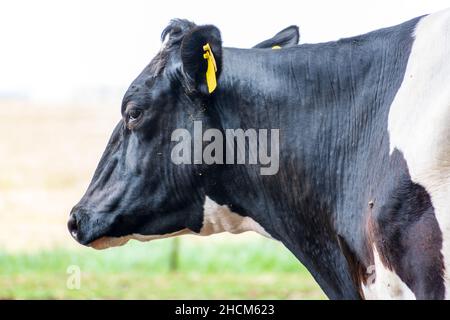 Beautiful shot of a Dairy cattle during the day Stock Photo - Alamy
