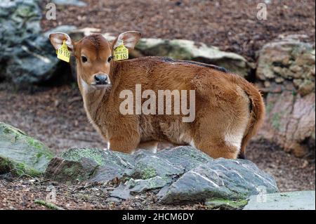 Cologne, Germany. 30th Dec, 2021. Banteng calf Rubi jumps in her ...