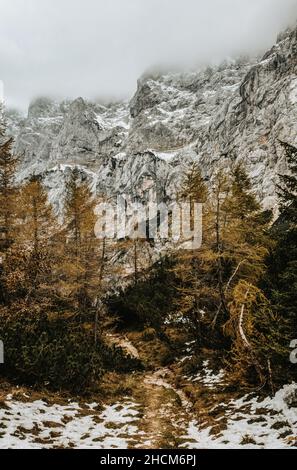 Footpath in coniferous forest, High Tatras mountains, Slovak republic ...