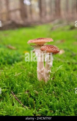 A vertical shot of mushrooms growing on a moss-covered dry wood Stock ...