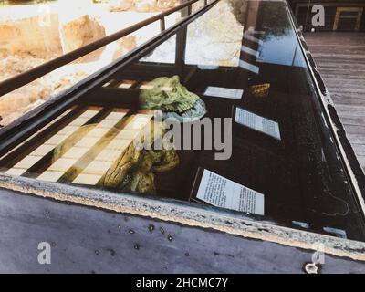 Dmanisi Homo erectus Skull Stock Photo - Alamy