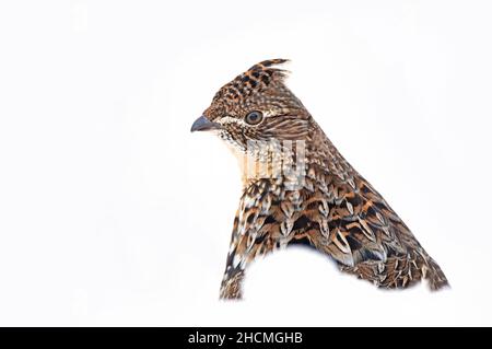 Ruffed grouse closeup isolated against a white background walking in ...