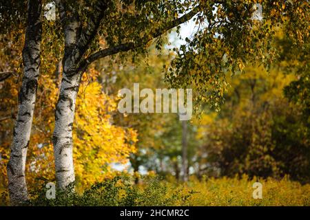 Wisconsin autumn foliage with birch trees Stock Photo - Alamy