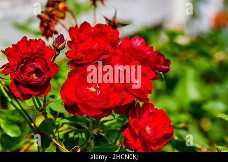 Macro shot of a fully opened red rose (rosaceae) in the sunlight Stock ...