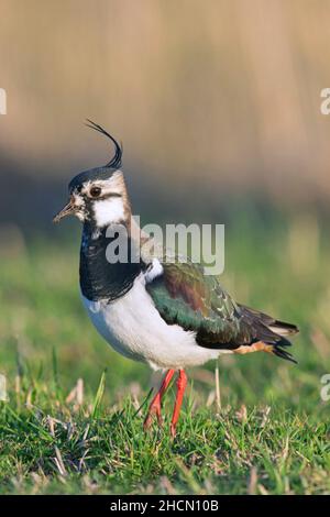 Female Northern lapwing (Vanellus vanellus) foraging in shallow water ...