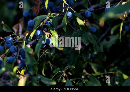 Ripe blueberries on a plant seen up close Stock Photo - Alamy